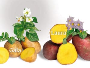Kartoffelsorten - Verliebt in Laura, Rita und Gala | Burgis